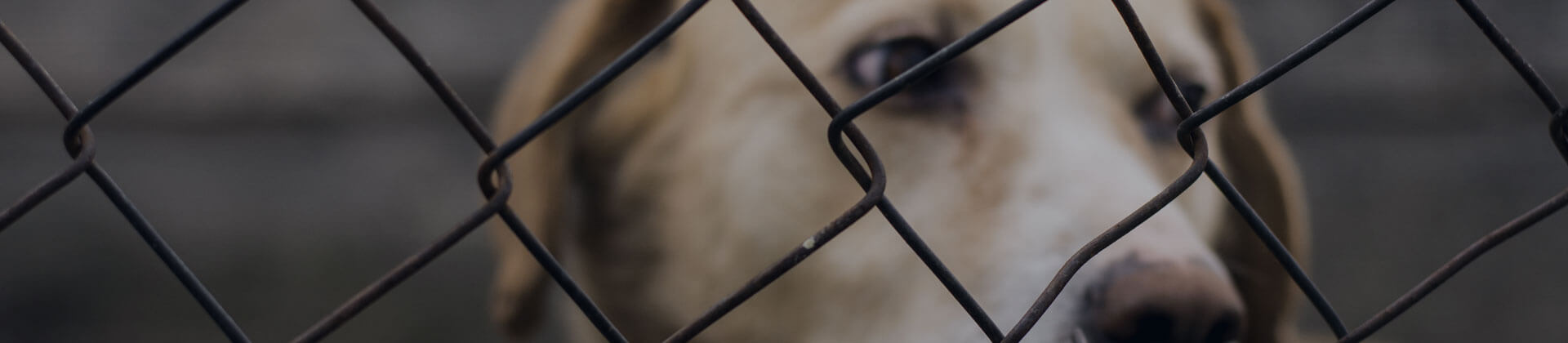 NYC Animal Cruelty Attorney | NYC Animal Abuse Lawyers